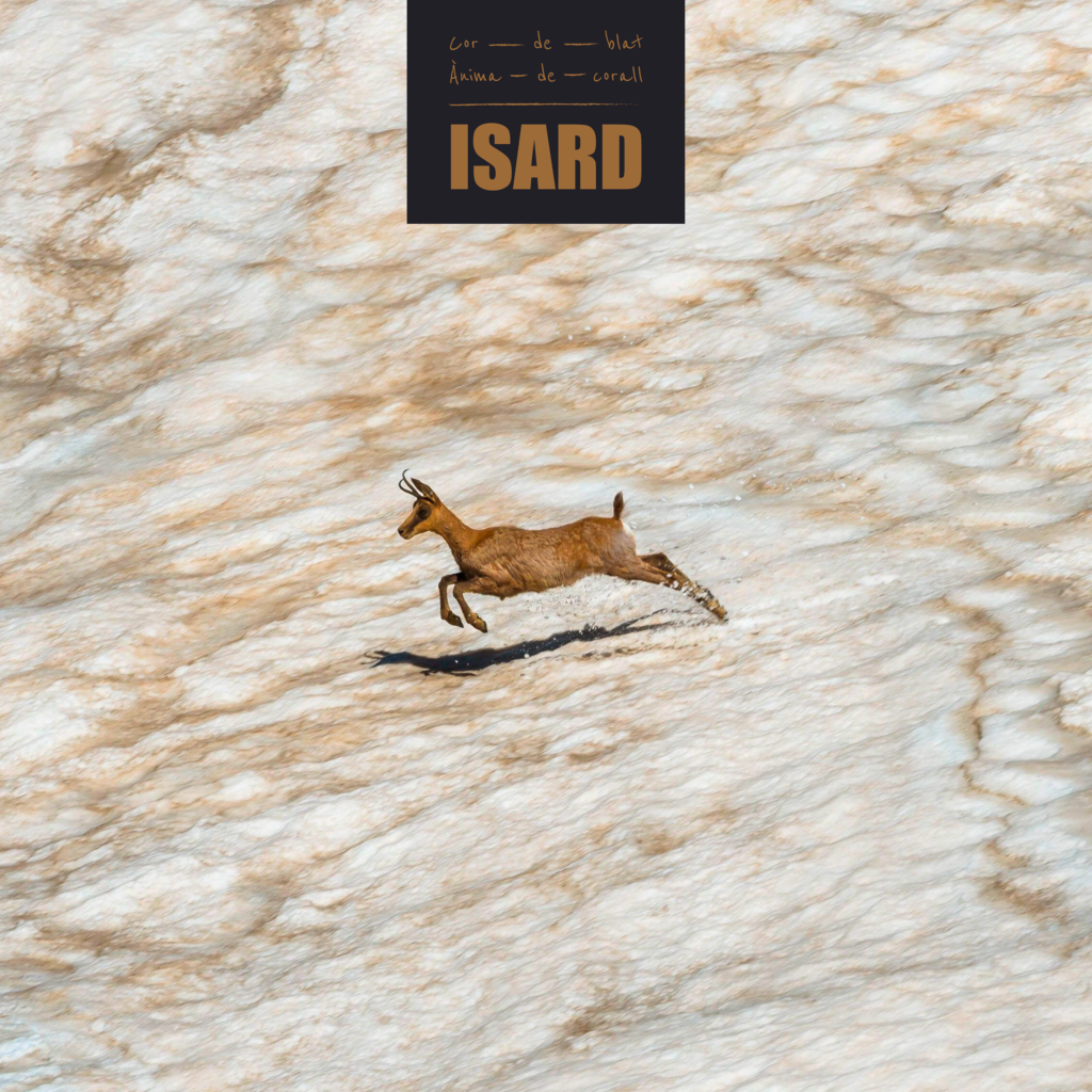 ISARD - Guillem Ramisa